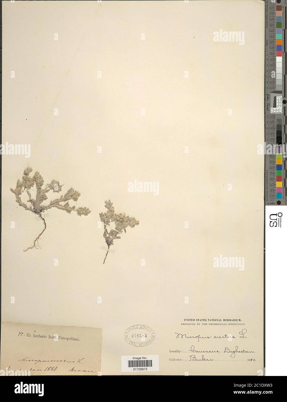 Micropus erectus L Micropus erectus L Stock Photo - Alamy