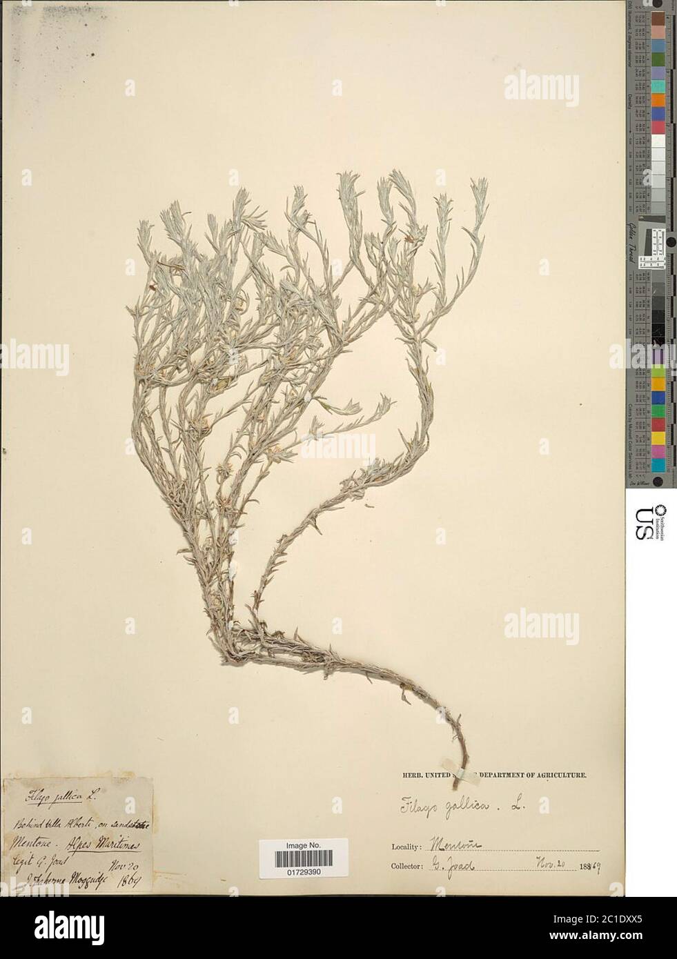 Filago gallica hi-res stock photography and images - Alamy