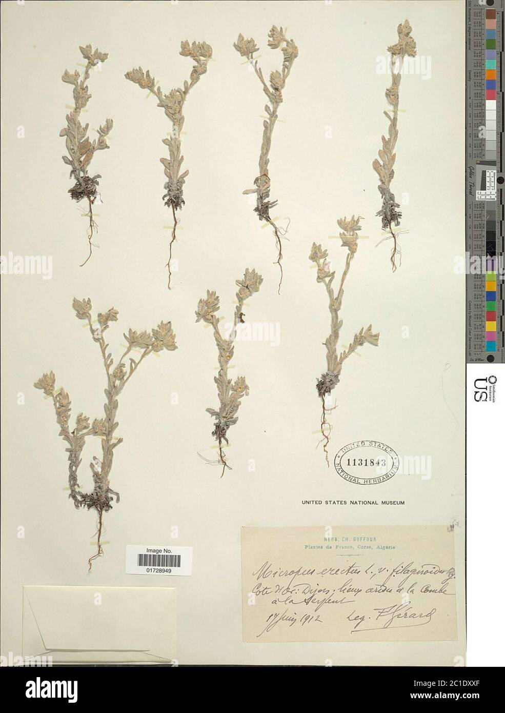 Micropus erectus L Micropus erectus L Stock Photo - Alamy