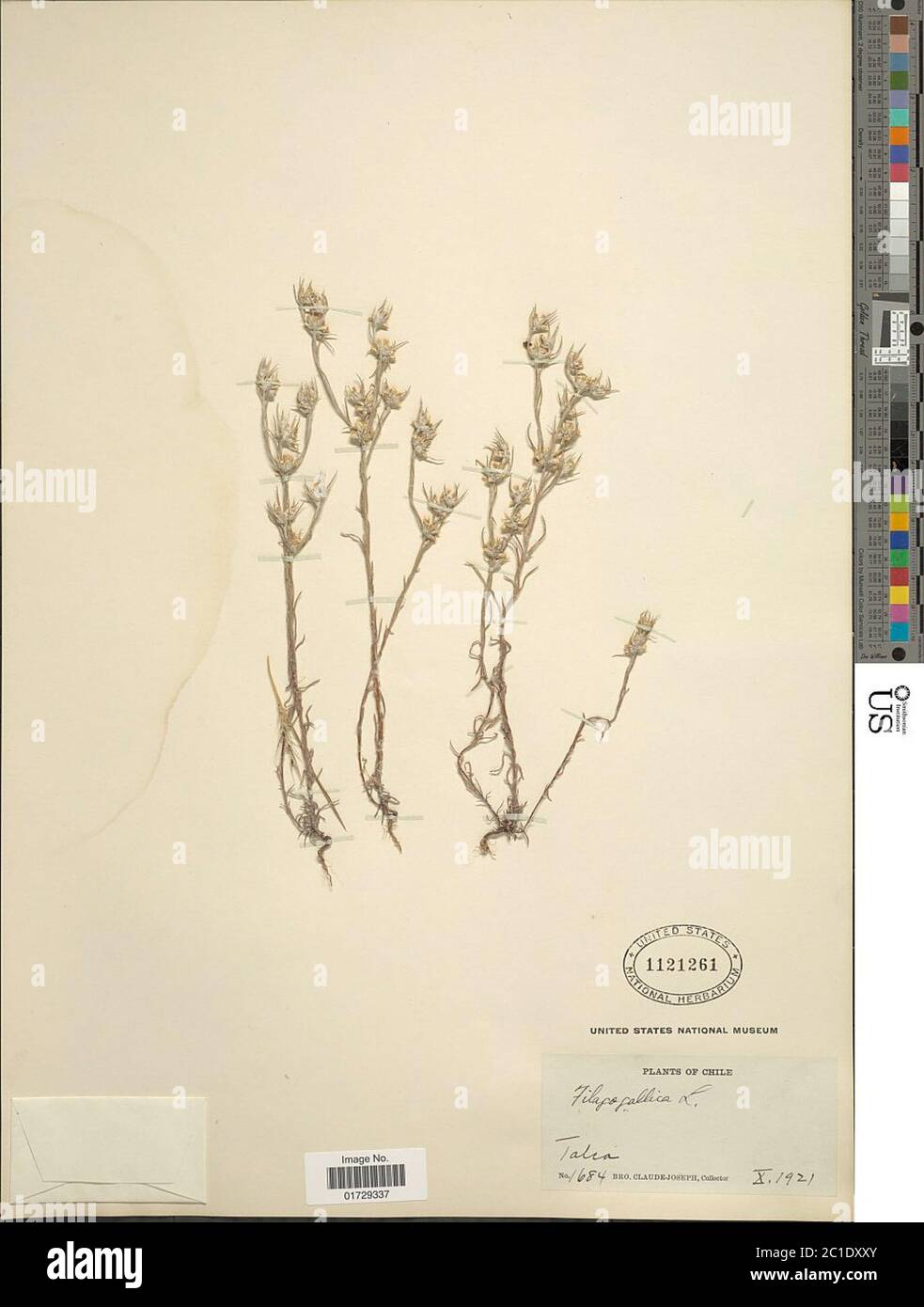 Filago gallica hi-res stock photography and images - Alamy