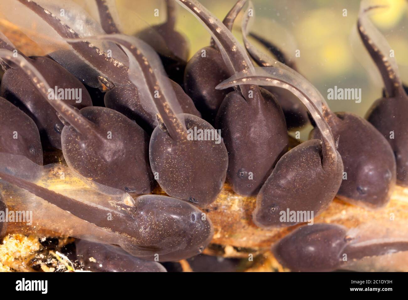 Tadpoles pollywog porwigle amphibian larval stage Stock Photo - Alamy
