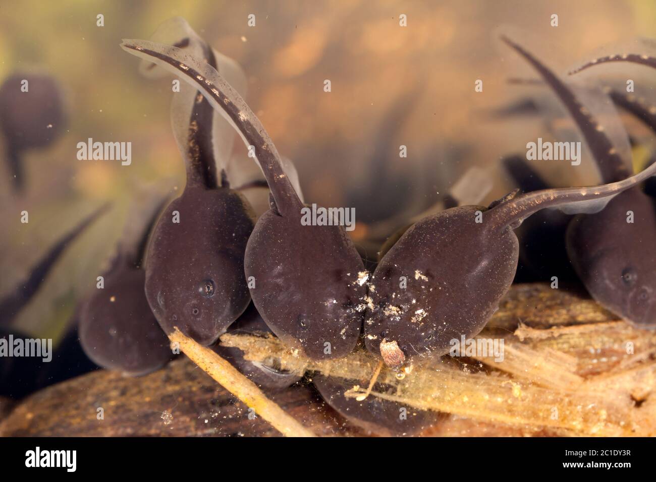 Tadpoles pollywog porwigle amphibian larval stage Stock Photo - Alamy