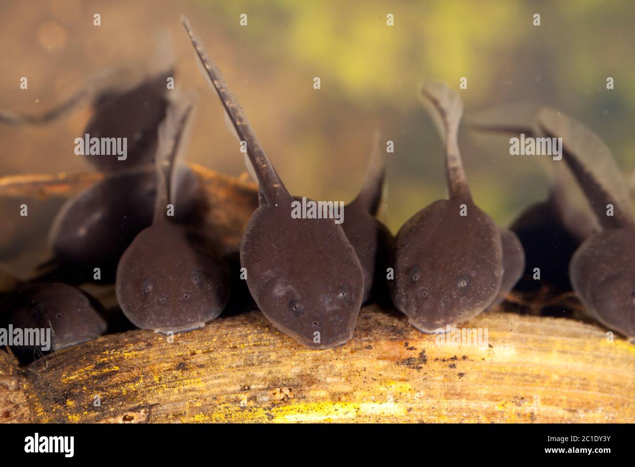 Tadpoles pollywog porwigle amphibian larval stage Stock Photo - Alamy