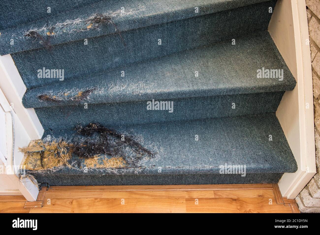 Old Staircase with damaged carpet Stock Photo - Alamy