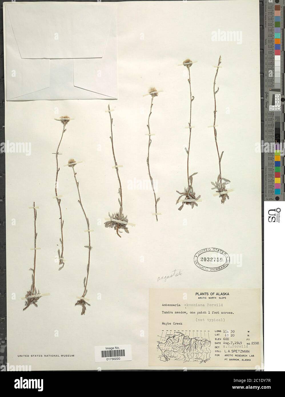 Angustata High Resolution Stock Photography and Images - Alamy