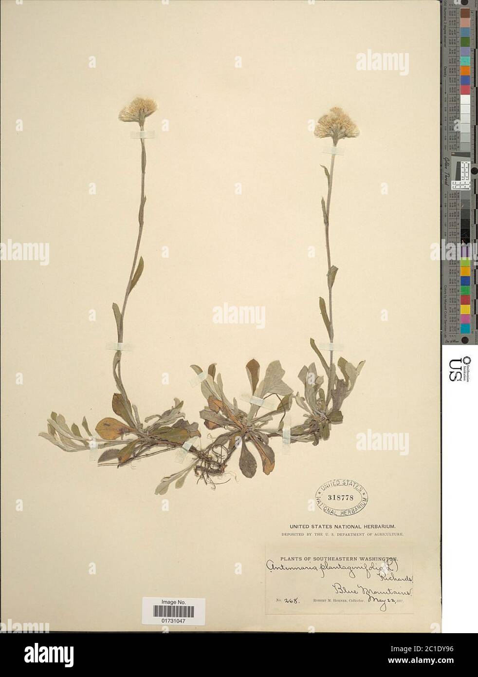 Howellii hi-res stock photography and images - Alamy