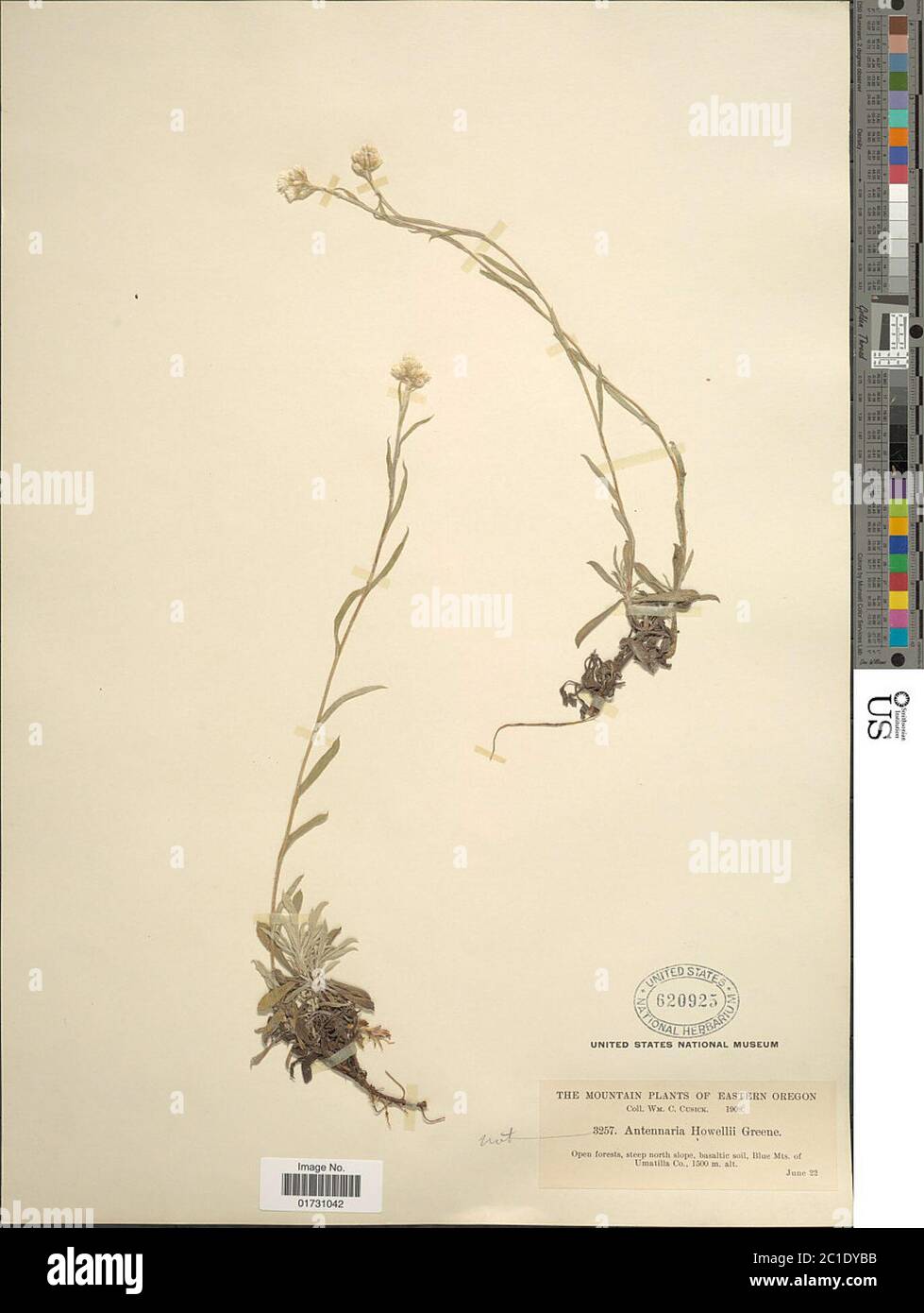 Antennaria howellii Antennaria howellii Stock Photo - Alamy