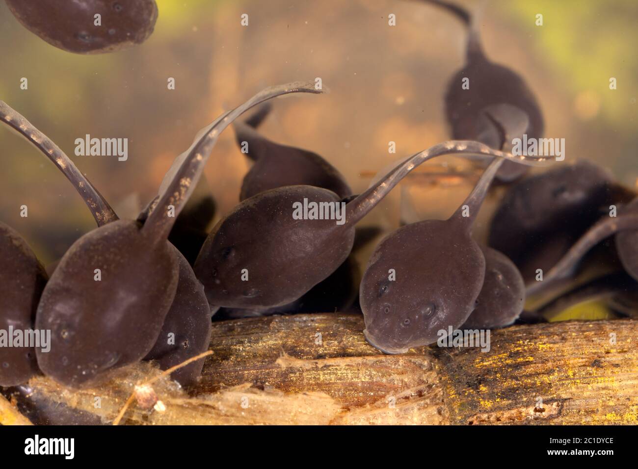 Tadpoles pollywog porwigle amphibian larval stage Stock Photo - Alamy