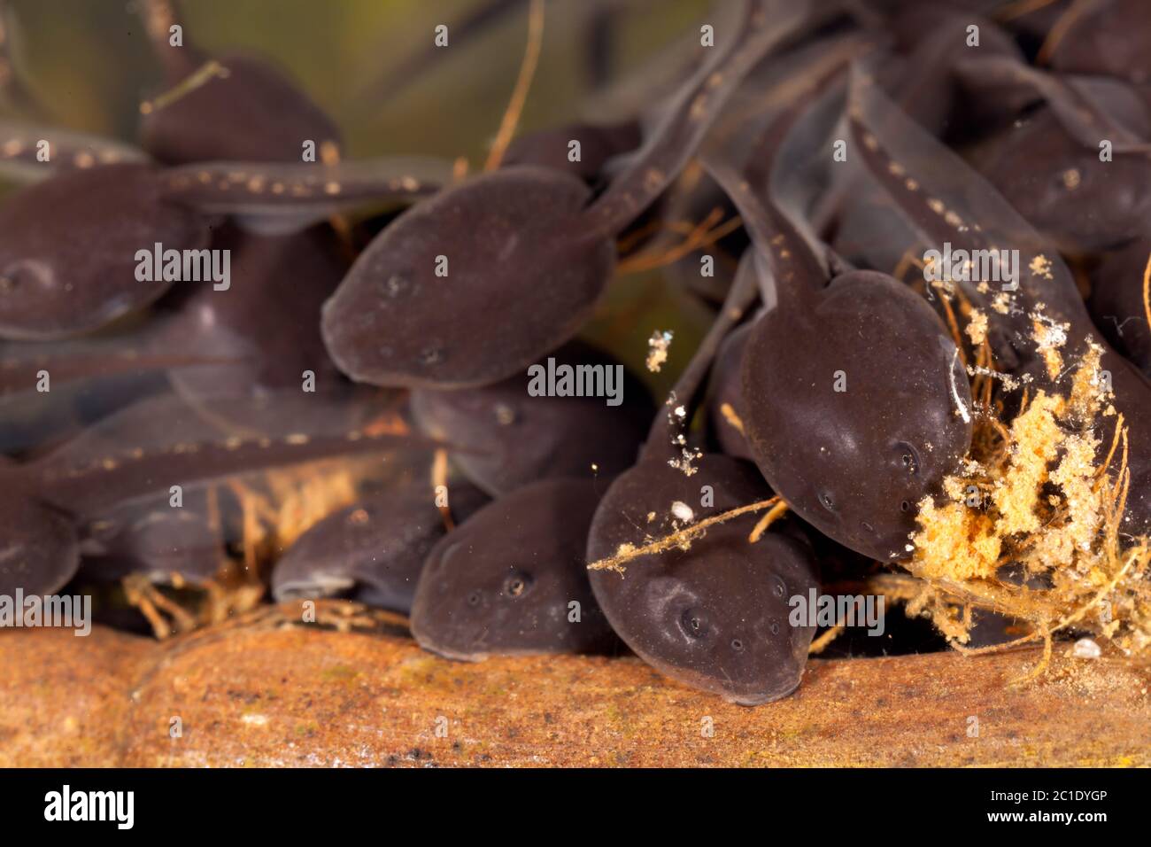 Tadpoles pollywog porwigle amphibian larval stage Stock Photo - Alamy