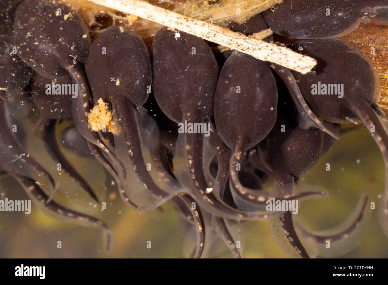 Tadpoles pollywog porwigle amphibian larval stage Stock Photo - Alamy