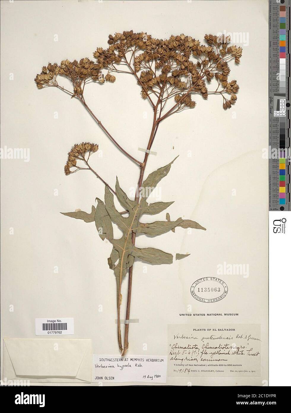 Verbesina hypsela BL Rob Verbesina hypsela BL Rob Stock Photo - Alamy