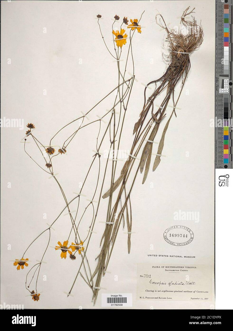 Coreopsis gladiata Walter Coreopsis gladiata Walter Stock Photo - Alamy