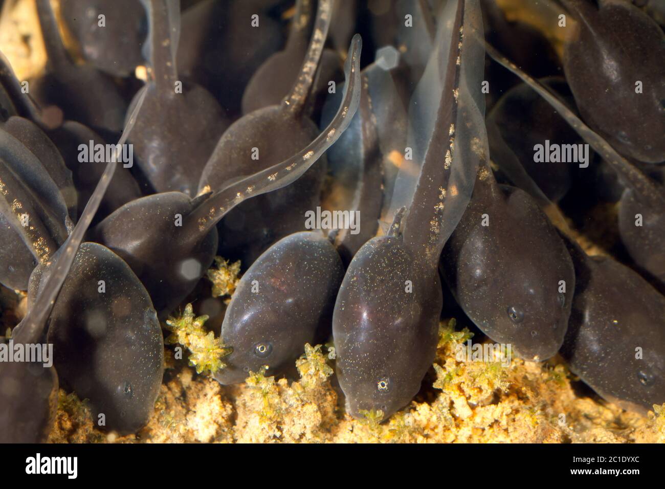 Tadpoles pollywog porwigle amphibian larval stage Stock Photo - Alamy