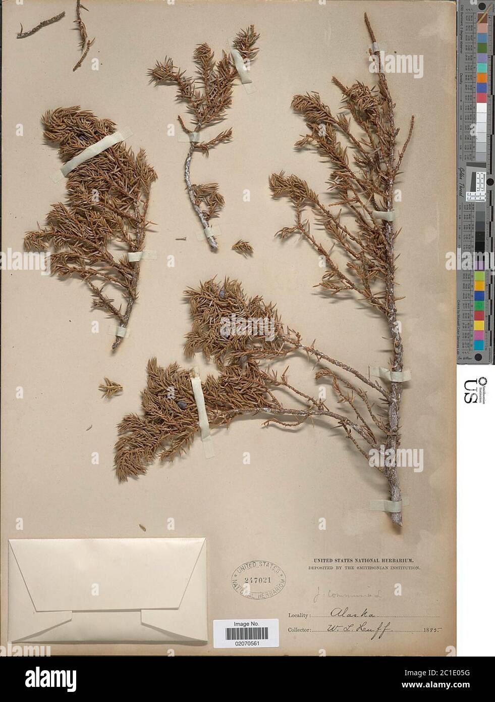 Juniperus communis L Juniperus communis L Stock Photo - Alamy