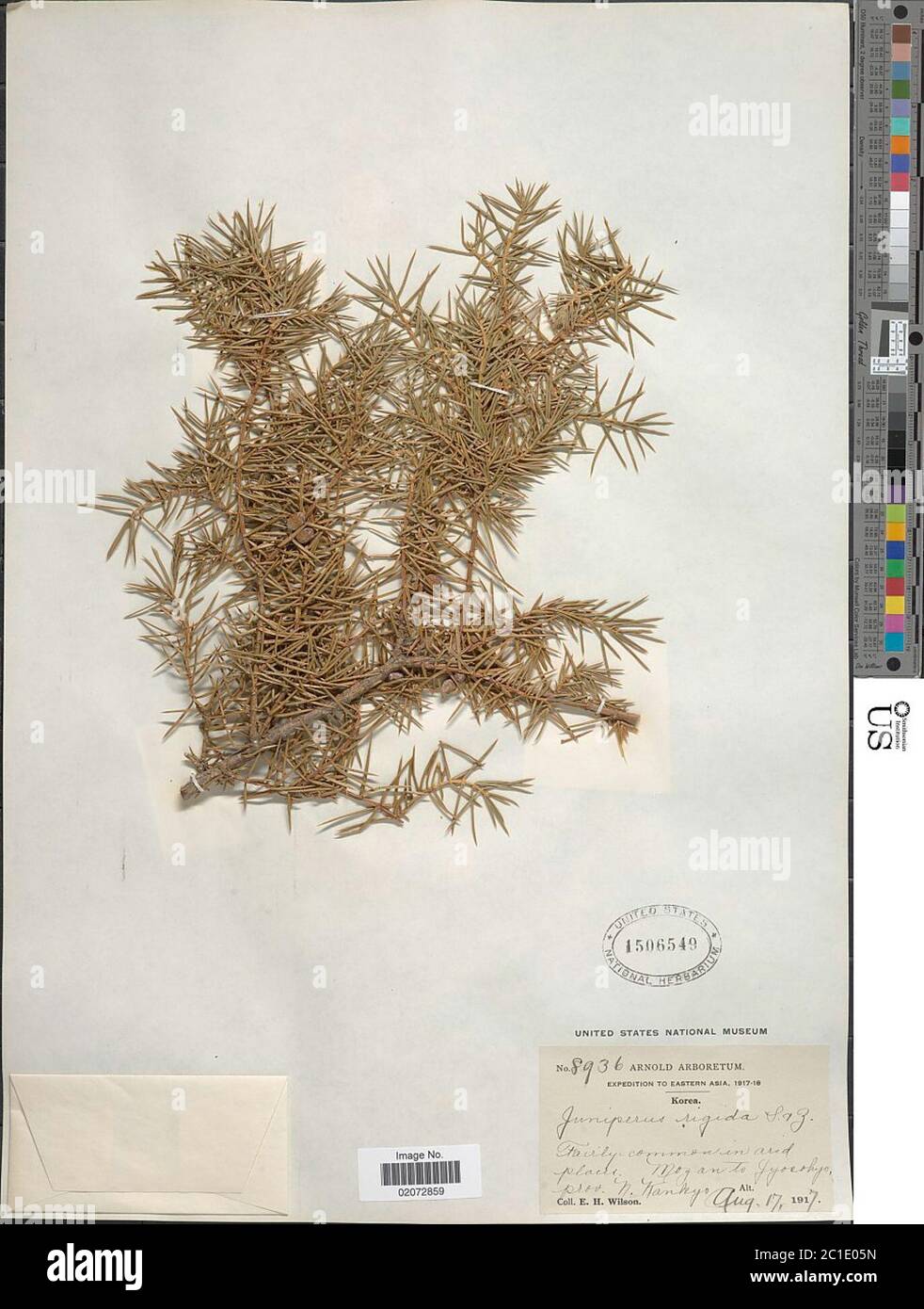 Juniperus rigida Juniperus rigida Stock Photo - Alamy