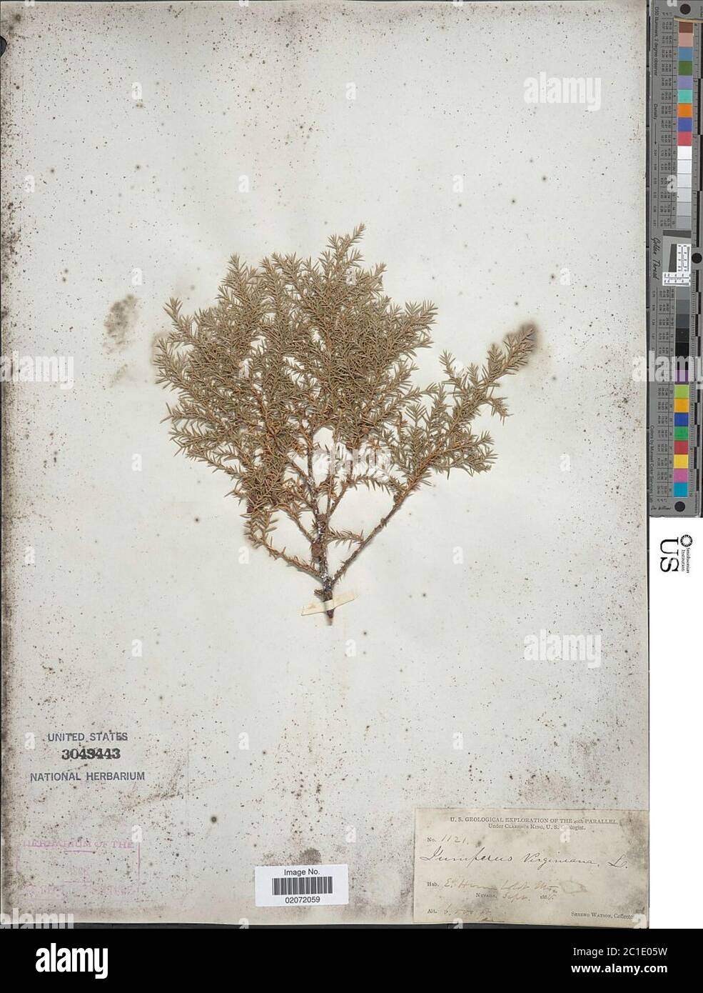 Juniperus virginiana L Juniperus virginiana L Stock Photo - Alamy