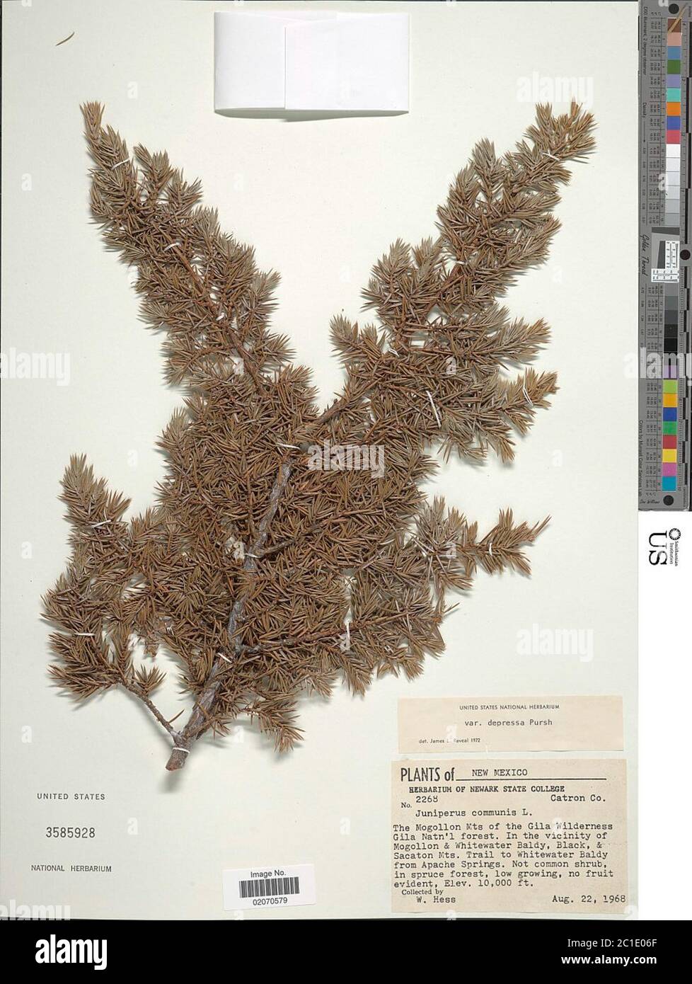 Common juniper fruit juniperus hi-res stock photography and images - Alamy