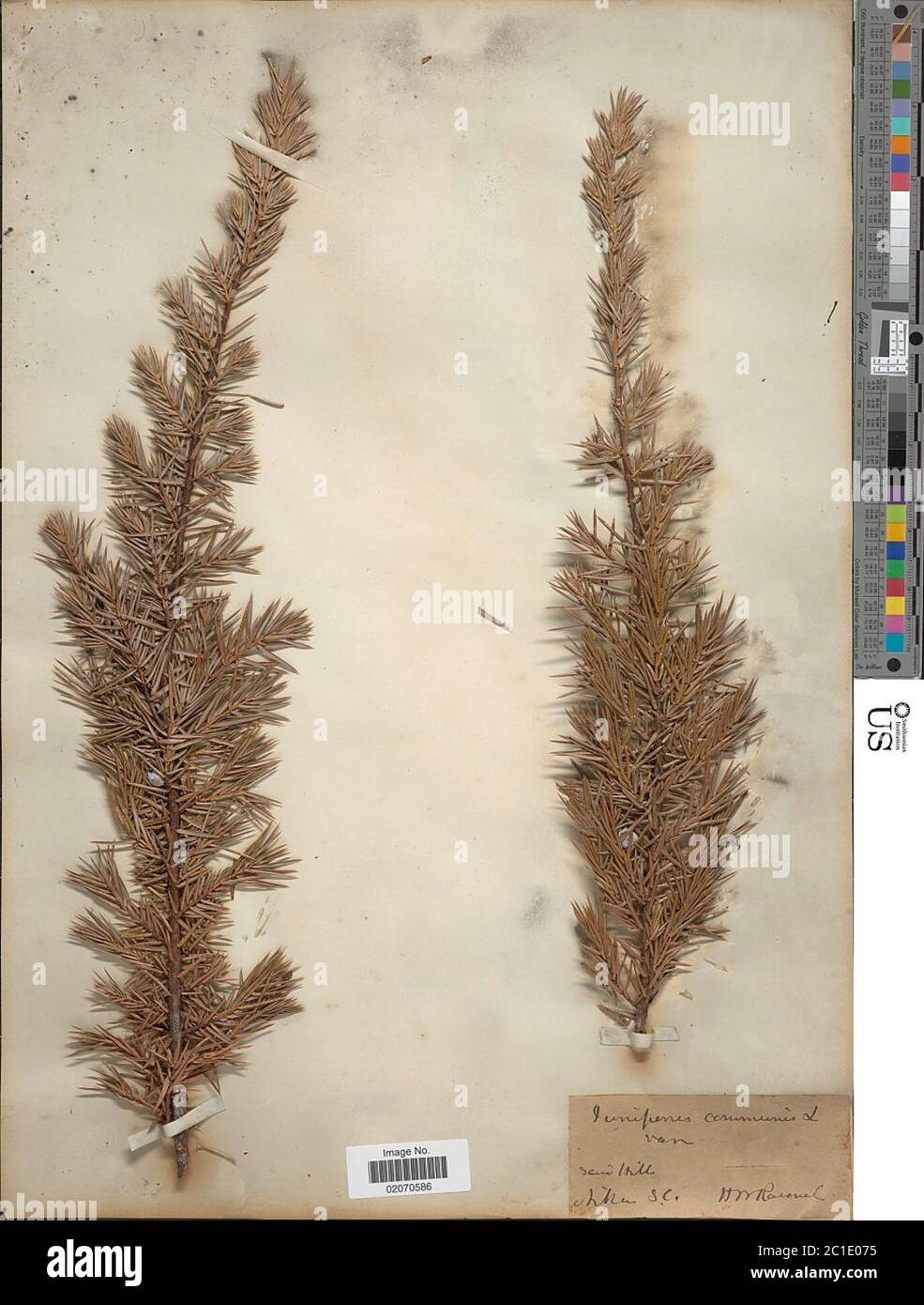 Juniperus communis L Juniperus communis L Stock Photo - Alamy