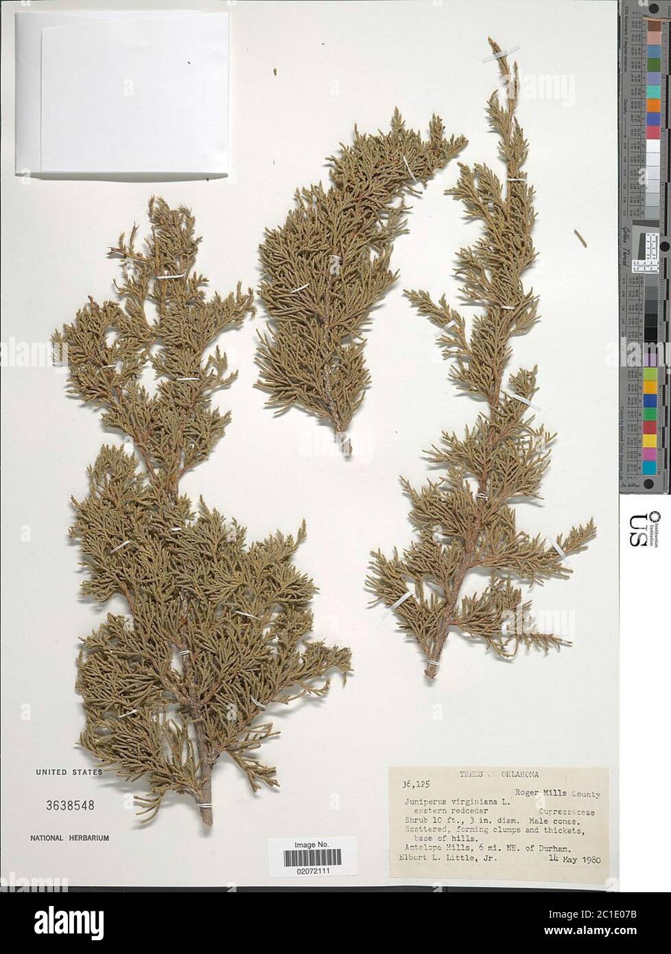 Juniperus virginiana L Juniperus virginiana L Stock Photo - Alamy