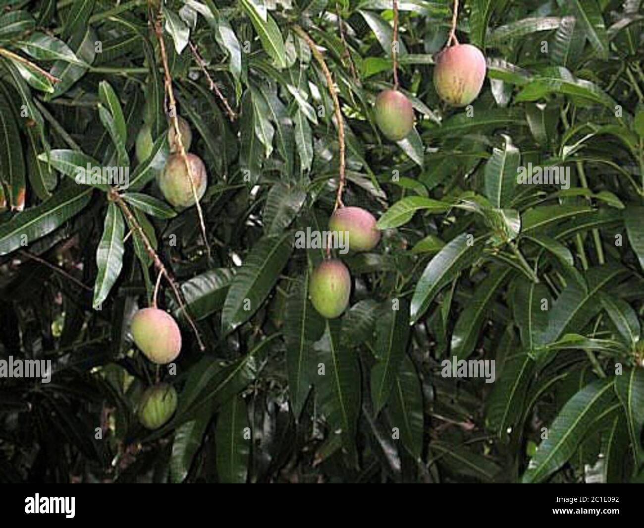 Mangifera indica l hi-res stock photography and images - Alamy