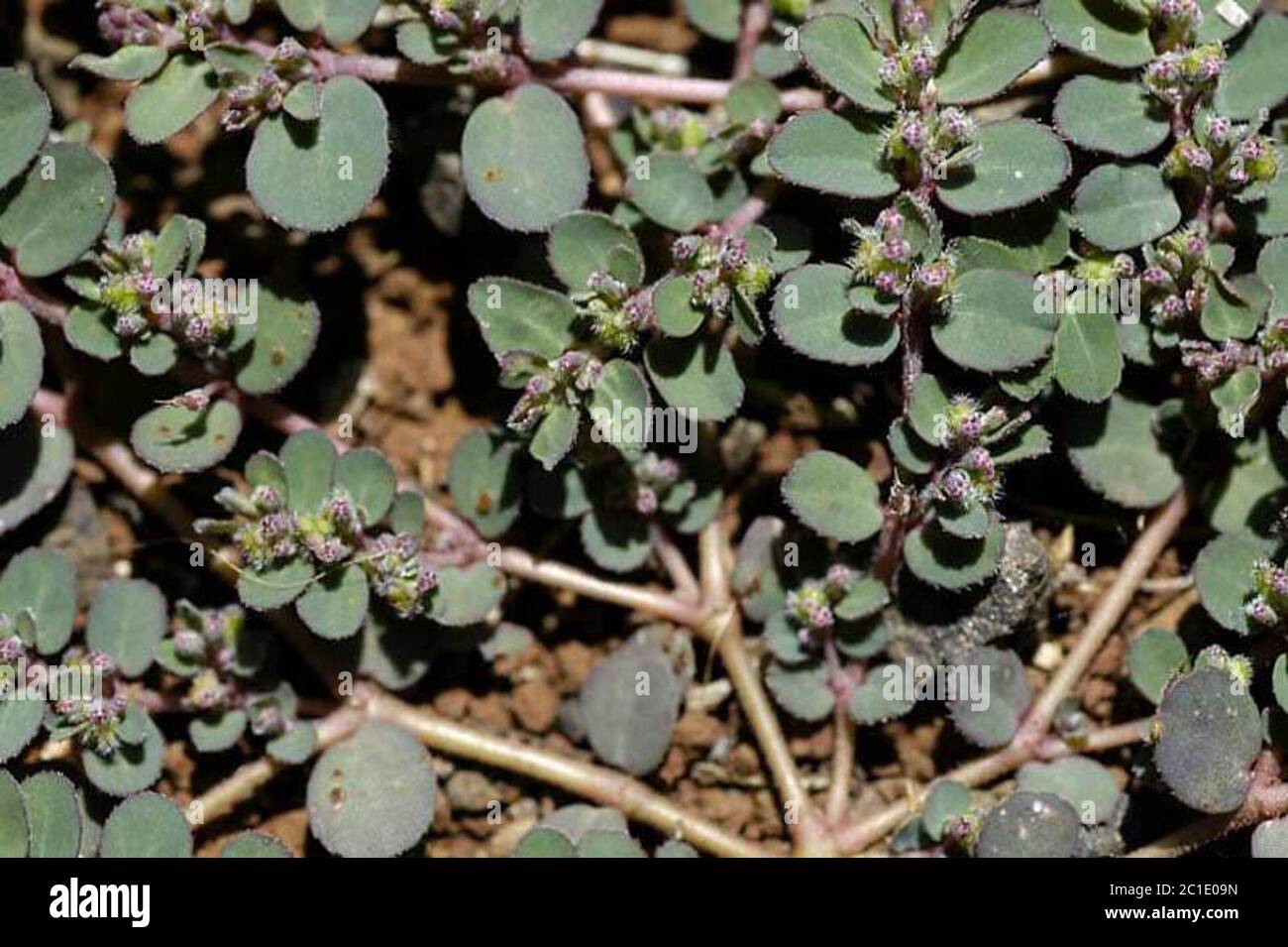 Euphorbia prostrata hi-res stock photography and images - Alamy