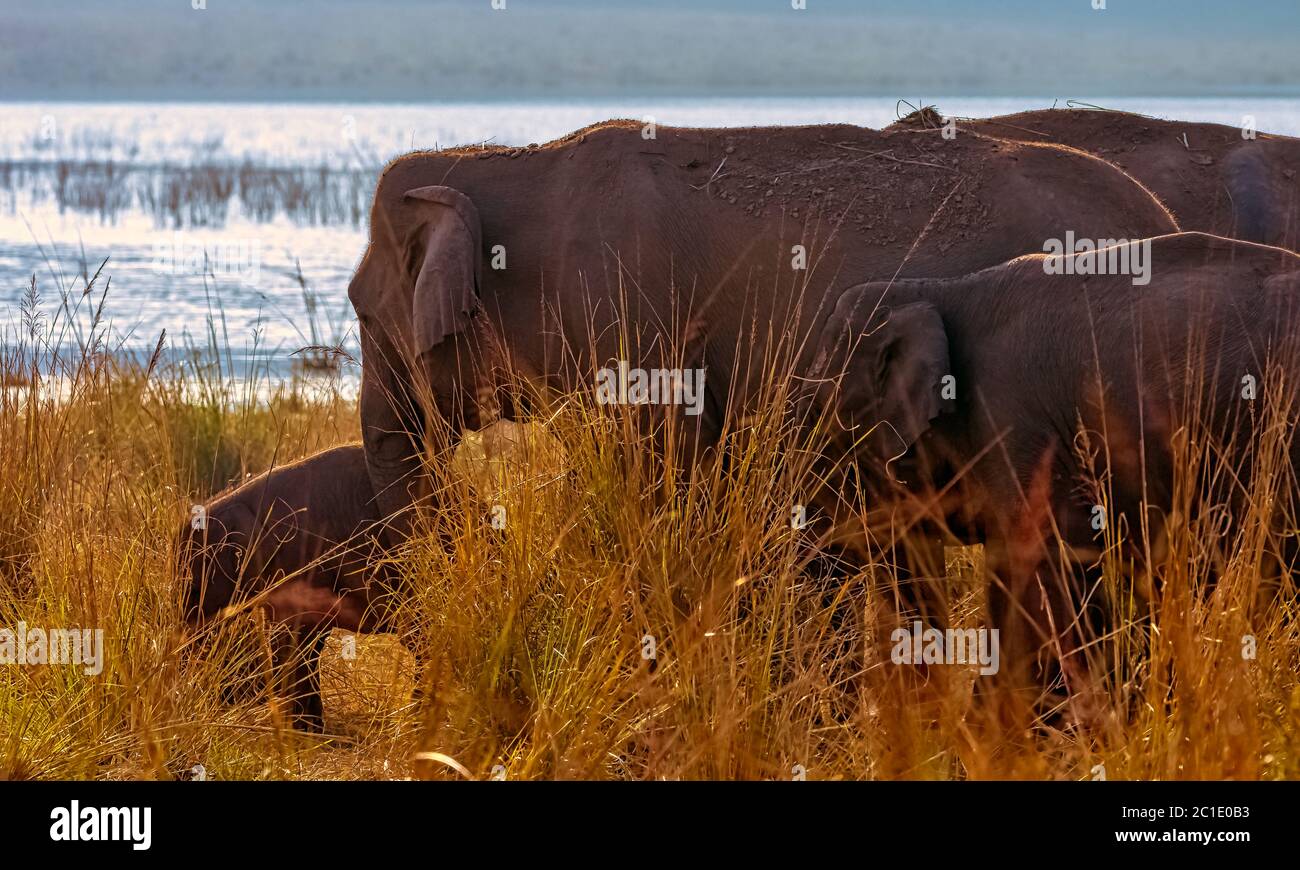 Indian elephant family (Elephas maximus indicus) with Ramganga ...
