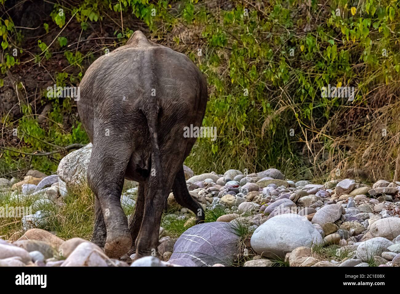 Indian elephant (Elephas maximus indicus) is one of three recognized ...