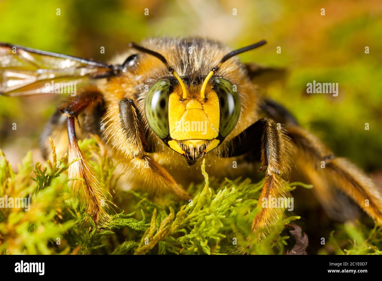 Bumblebee eyes hi-res stock photography and images - Alamy