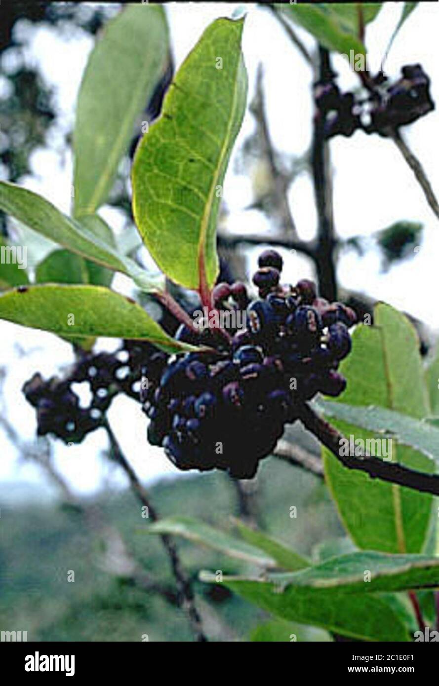 Ilex anomala hi-res stock photography and images - Alamy