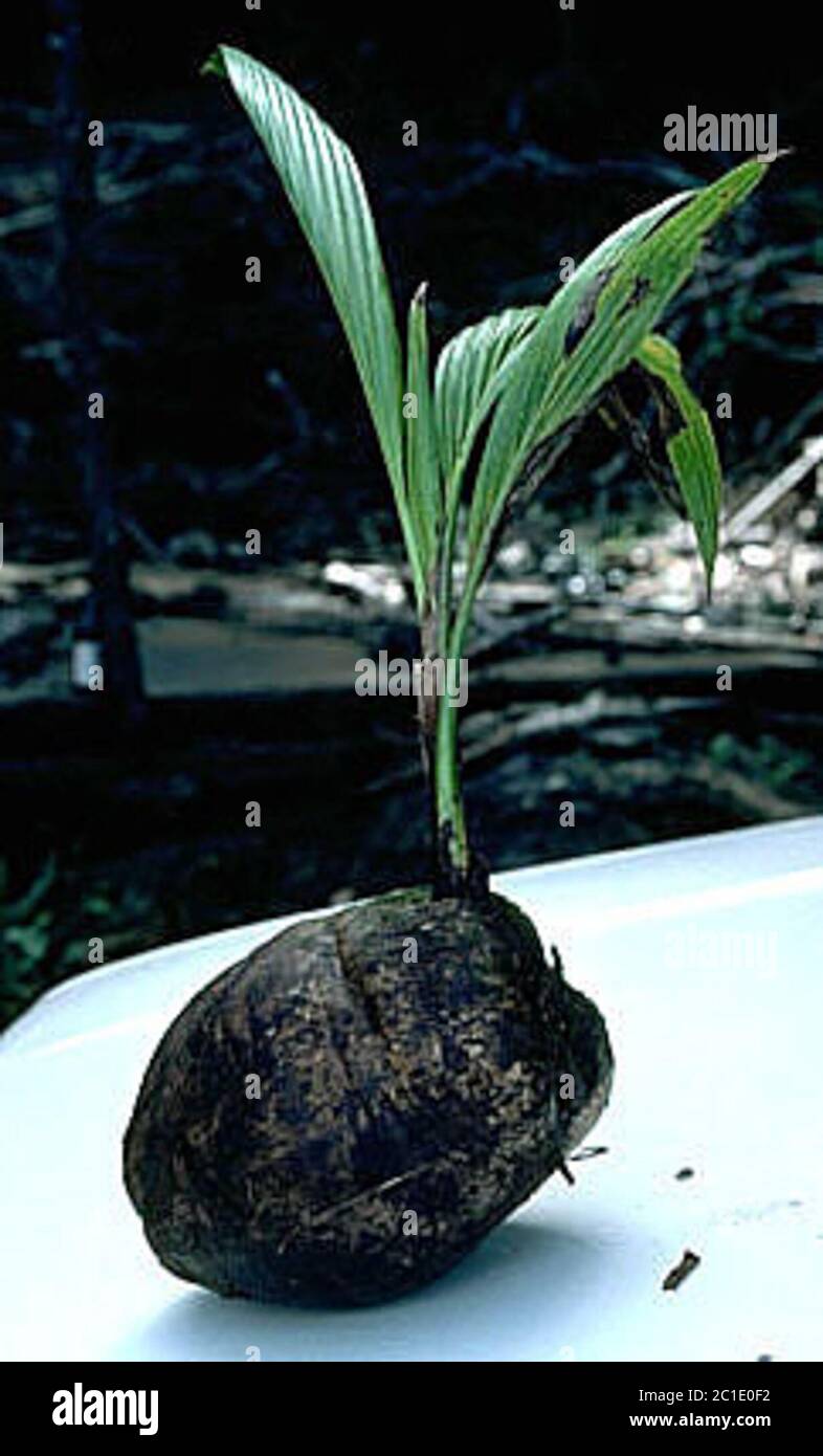 Cocos nucifera l hi-res stock photography and images - Alamy
