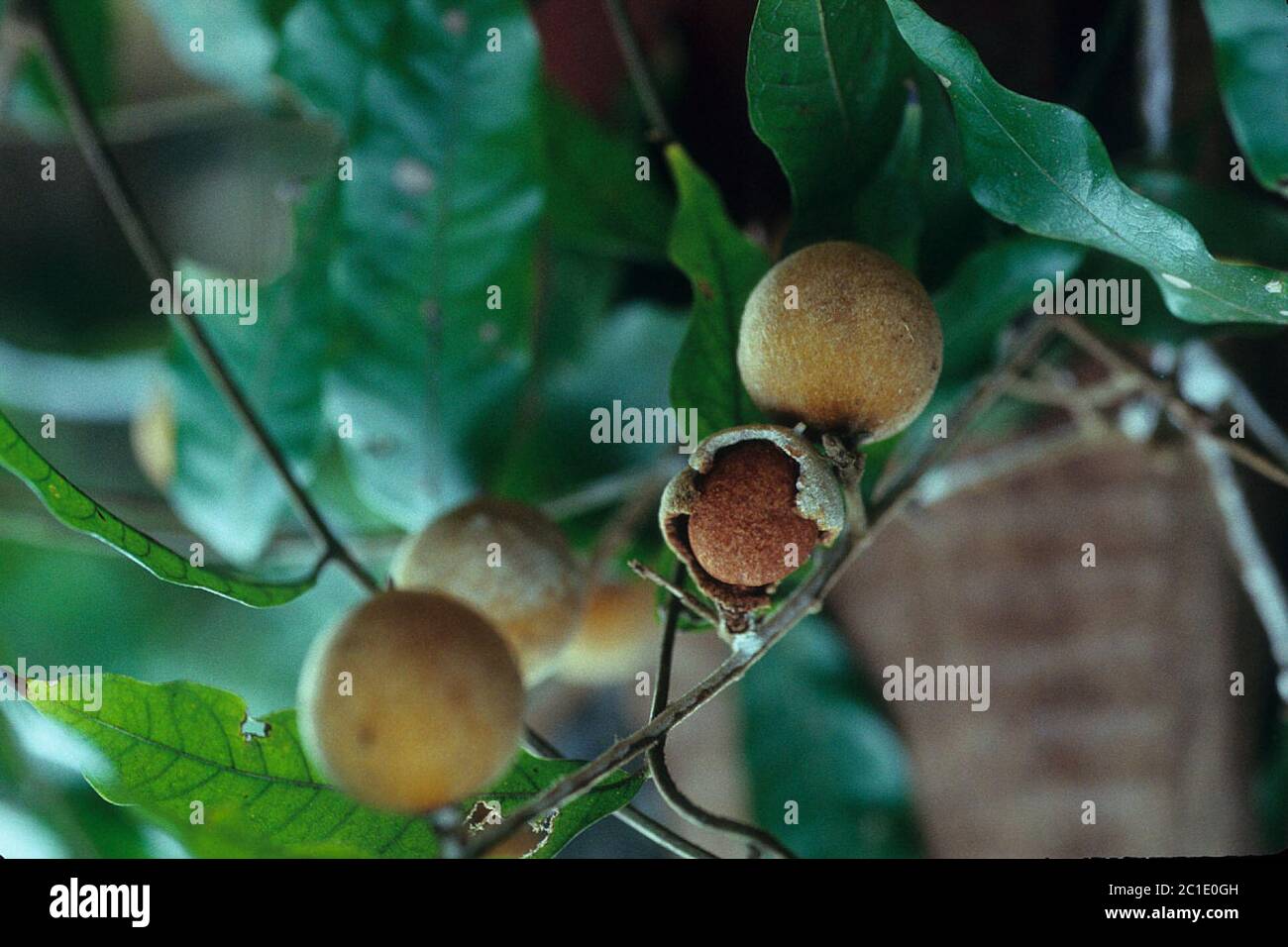 Talisia hi-res stock photography and images - Alamy