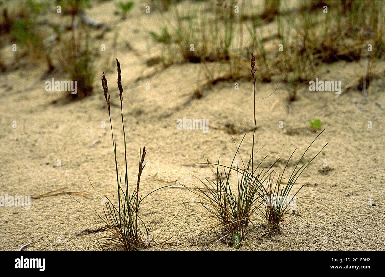 Festuca sp Festuca sp Stock Photo - Alamy