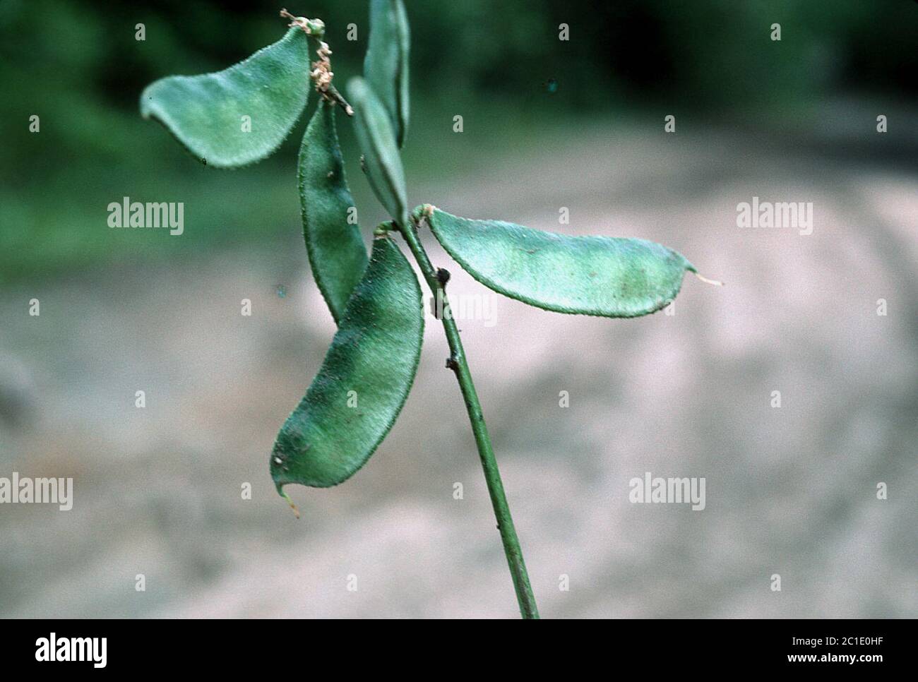 Lablab purpureus l hi-res stock photography and images - Alamy