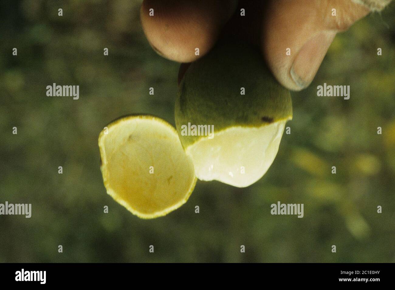 Talisia oliviformis Talisia oliviformis Stock Photo - Alamy