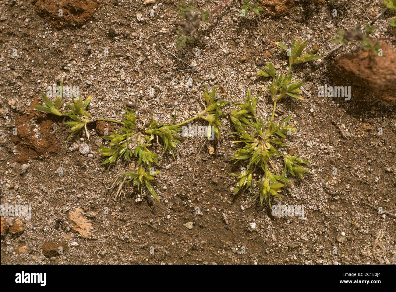 Munroa hi-res stock photography and images - Alamy