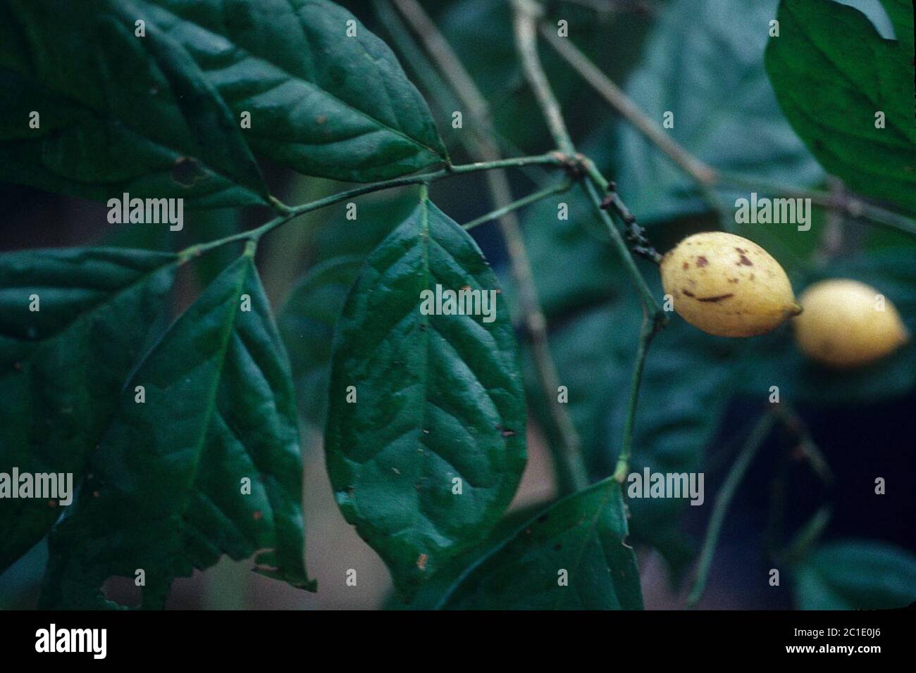 Talisia peruviana Talisia peruviana Stock Photo - Alamy