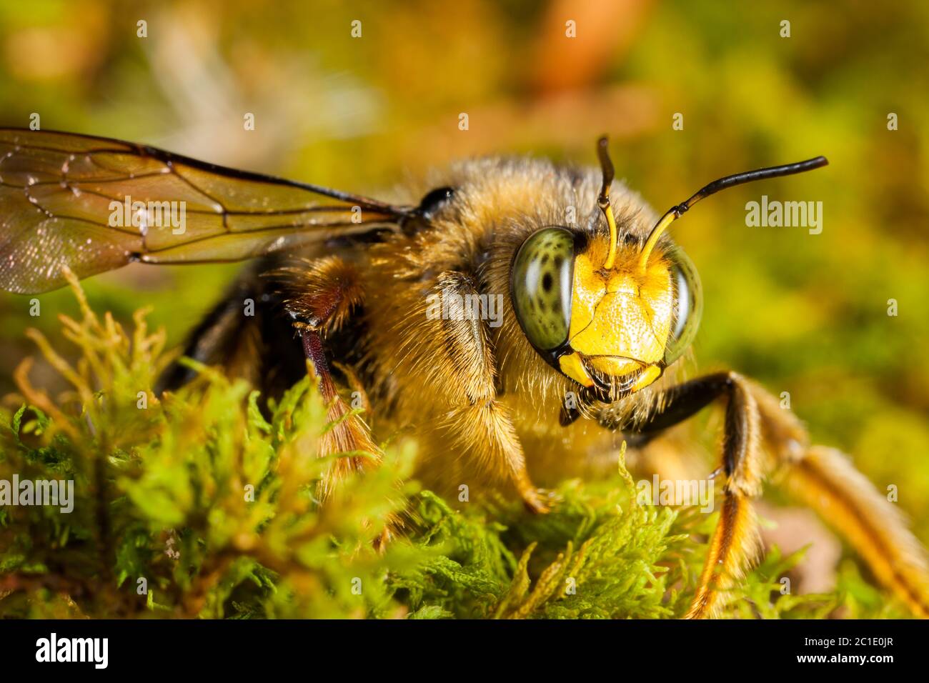 Bumblebee eyes hi-res stock photography and images - Alamy