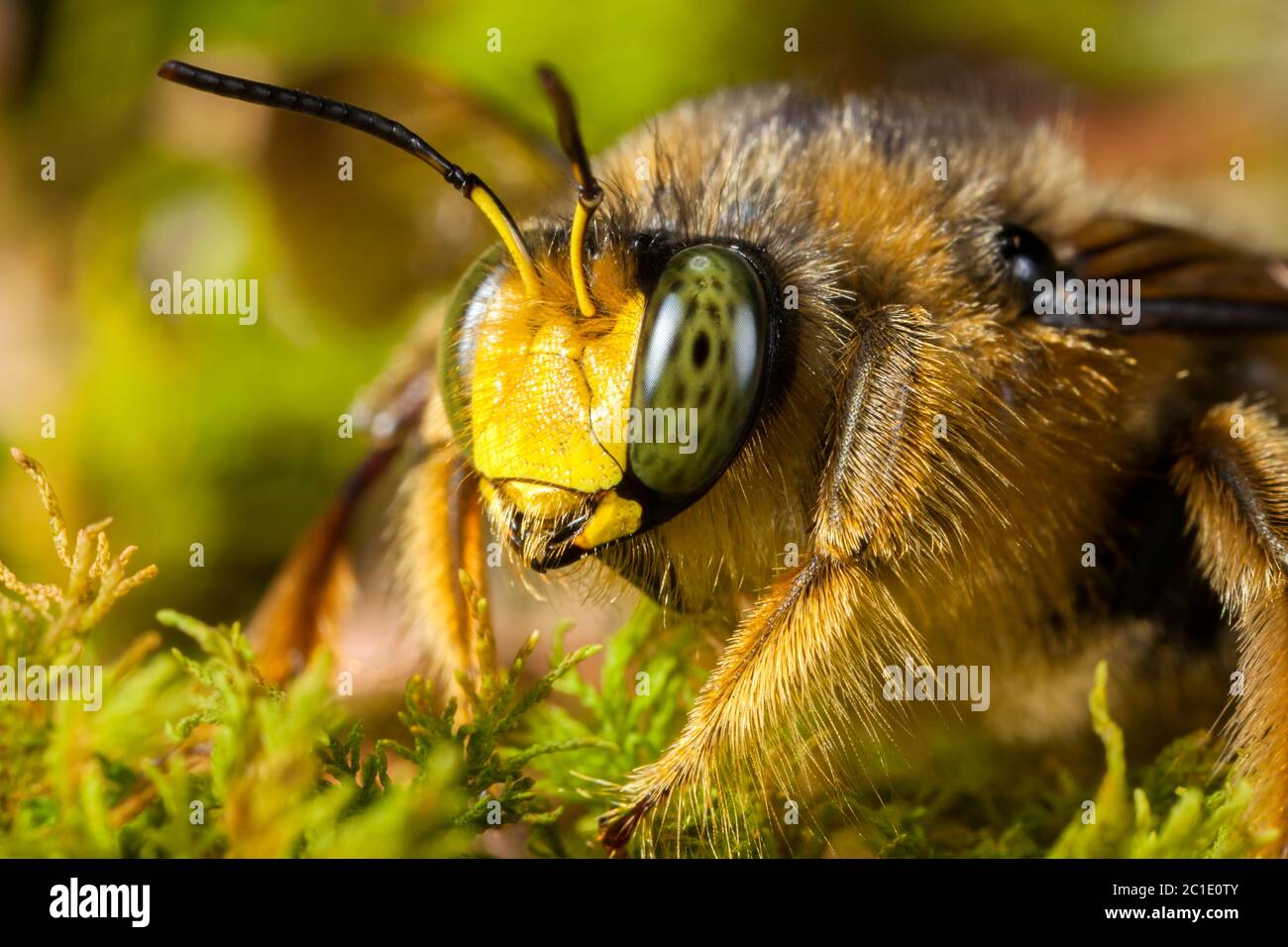 Bumblebee eyes hi-res stock photography and images - Alamy