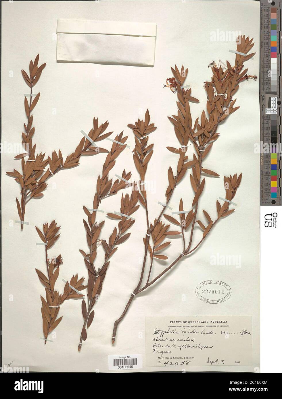 Styphelia hi-res stock photography and images - Alamy