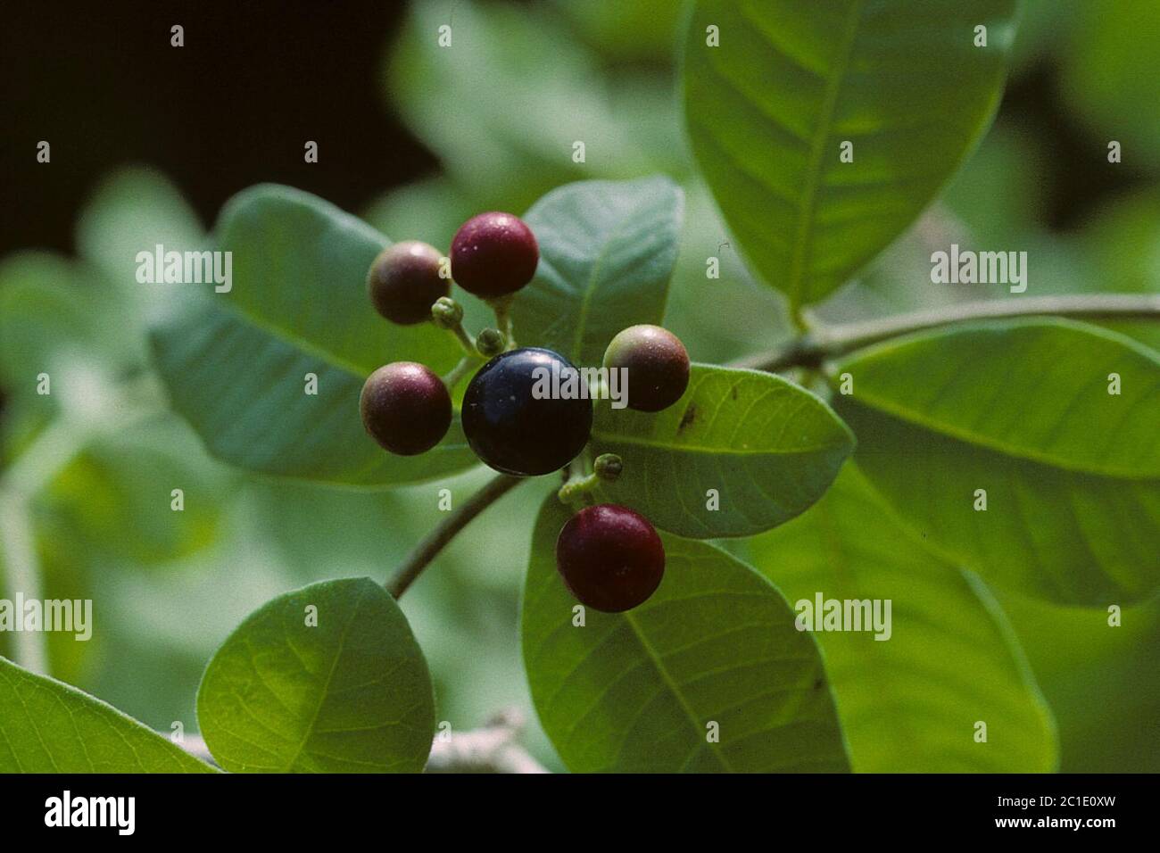 Rauvolfia tetraphylla hi-res stock photography and images - Alamy