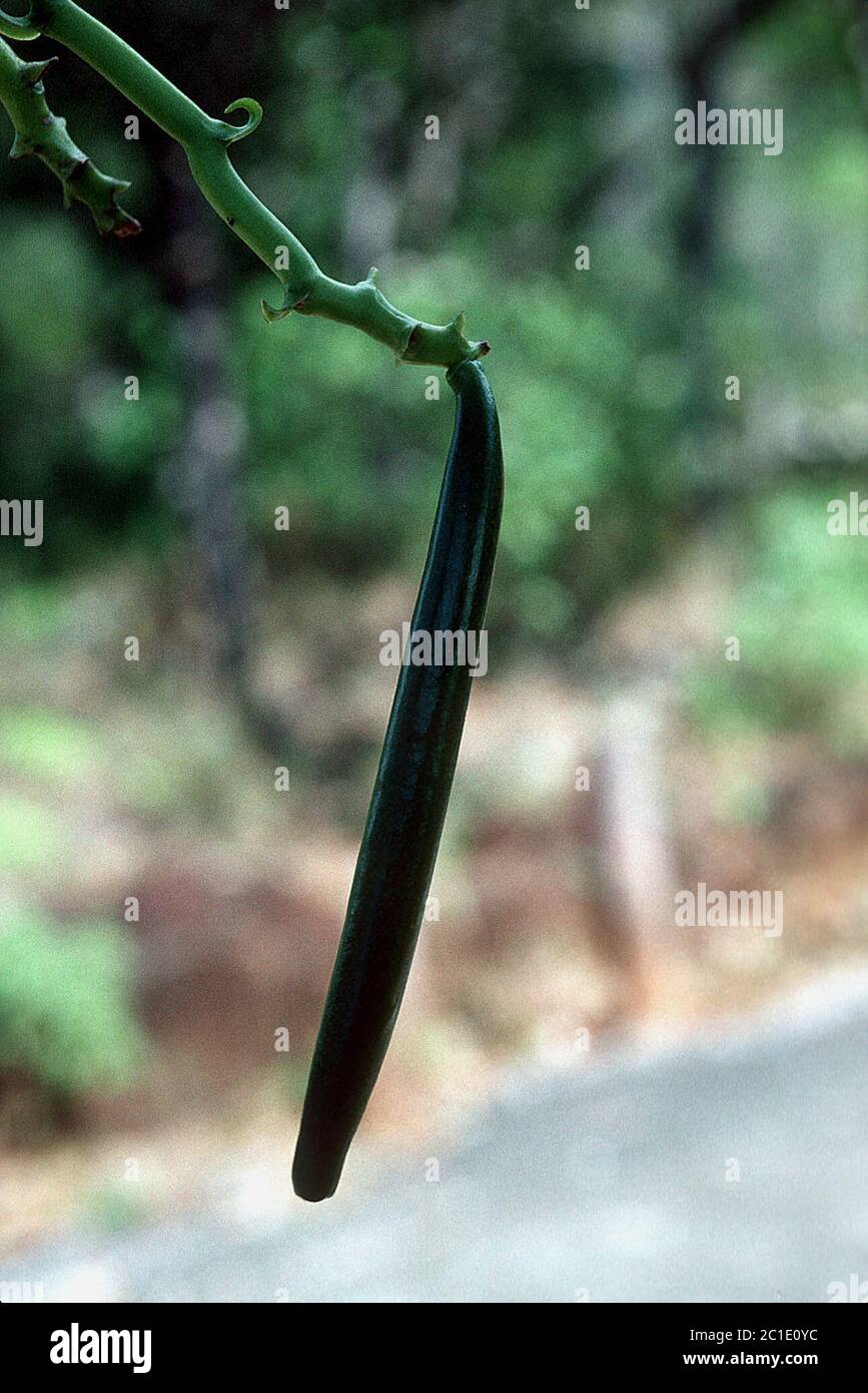 Vanilla poitaei Rchb f Vanilla poitaei Rchb f Stock Photo - Alamy