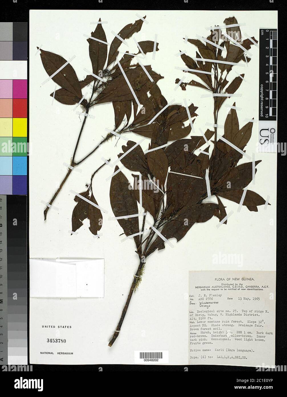 Drimys hi-res stock photography and images - Alamy