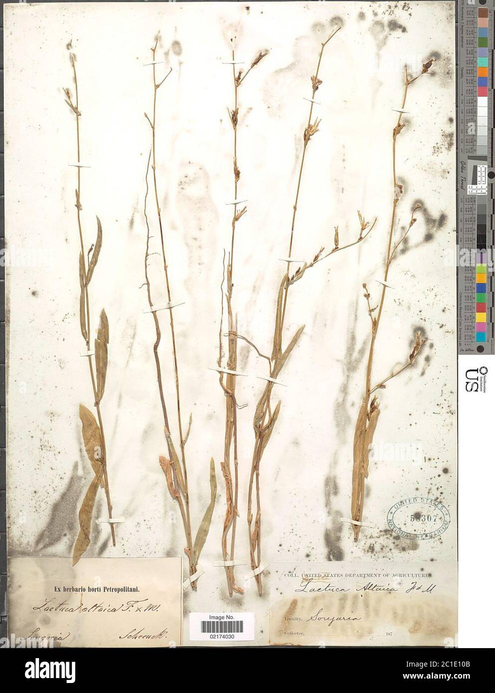 Lactuca altaica Fisch CA Mey Lactuca altaica Fisch CA Mey Stock Photo ...