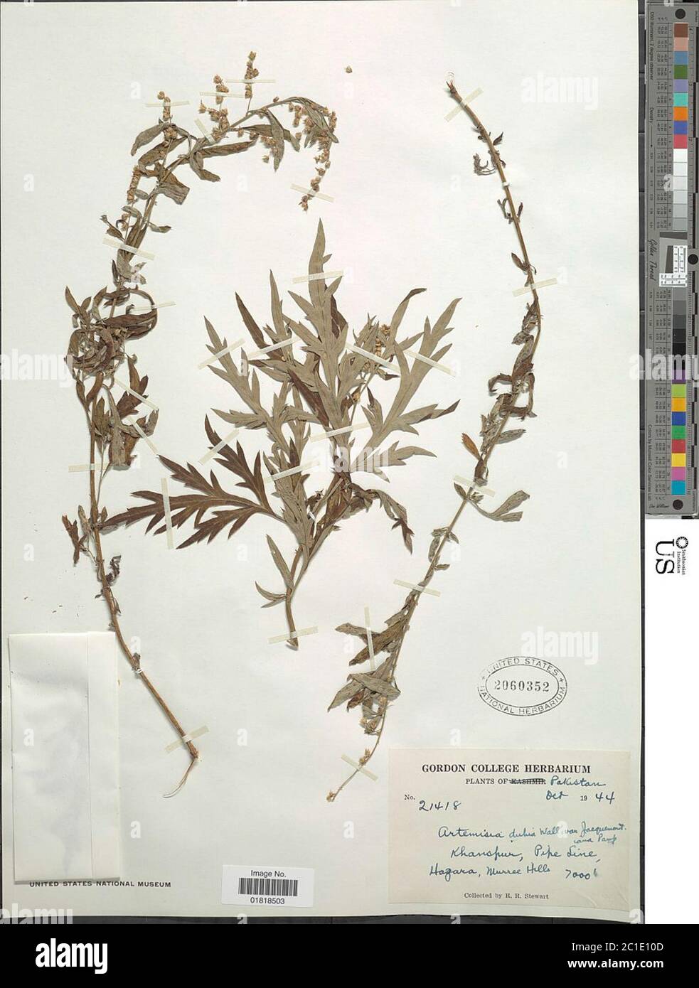 Artemisia dubia Wall ex Besser Artemisia dubia Wall ex Besser Stock ...