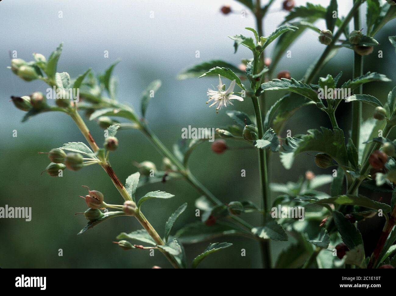 Scoparia dulcis L Scoparia dulcis L Stock Photo - Alamy