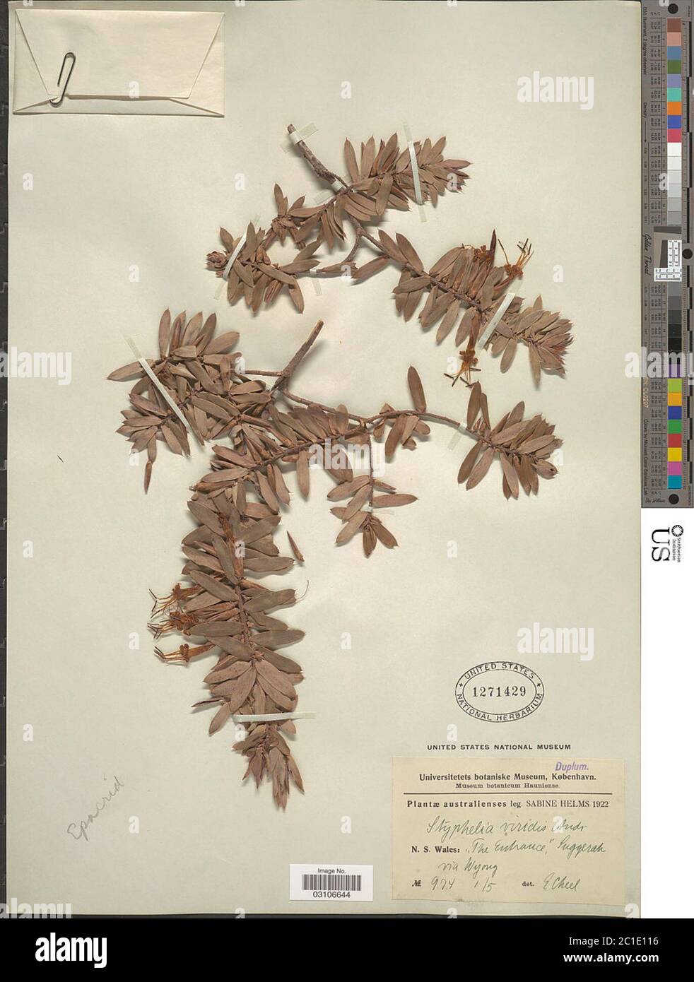 Styphelia viridis Styphelia viridis Stock Photo - Alamy