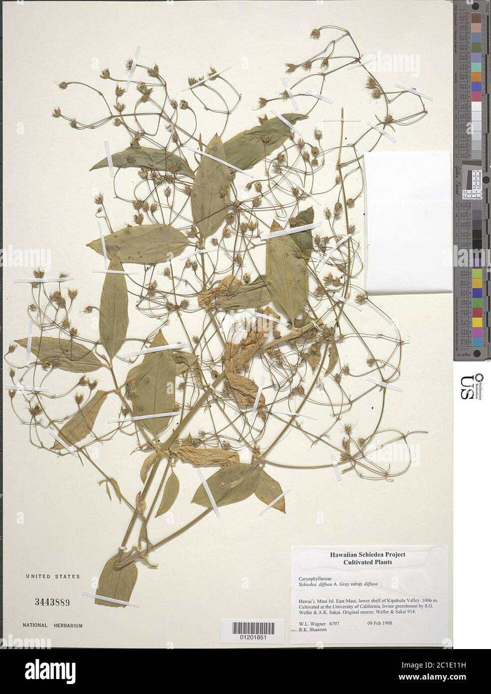 Schiedeadiffusadiffusa4.jpg Schiedea diffusa A Gray subsp diffusa Stock ...