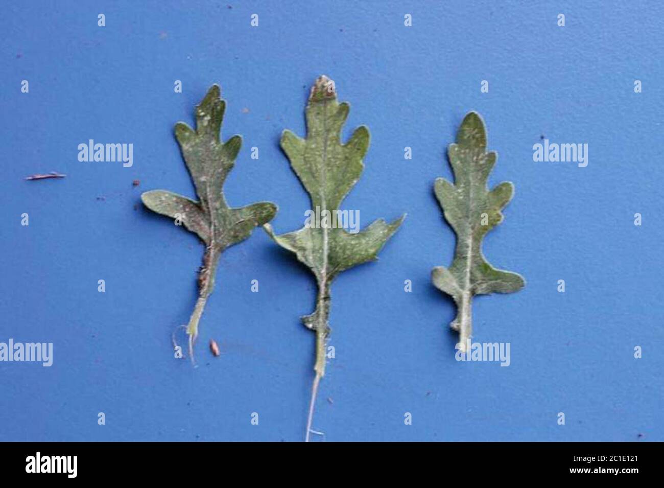 Parthenium hysterophorus hi-res stock photography and images - Alamy