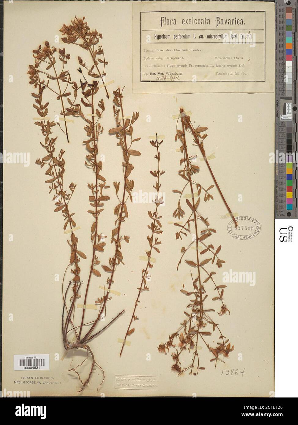 Hypericum perforatum L Hypericum perforatum L Stock Photo - Alamy