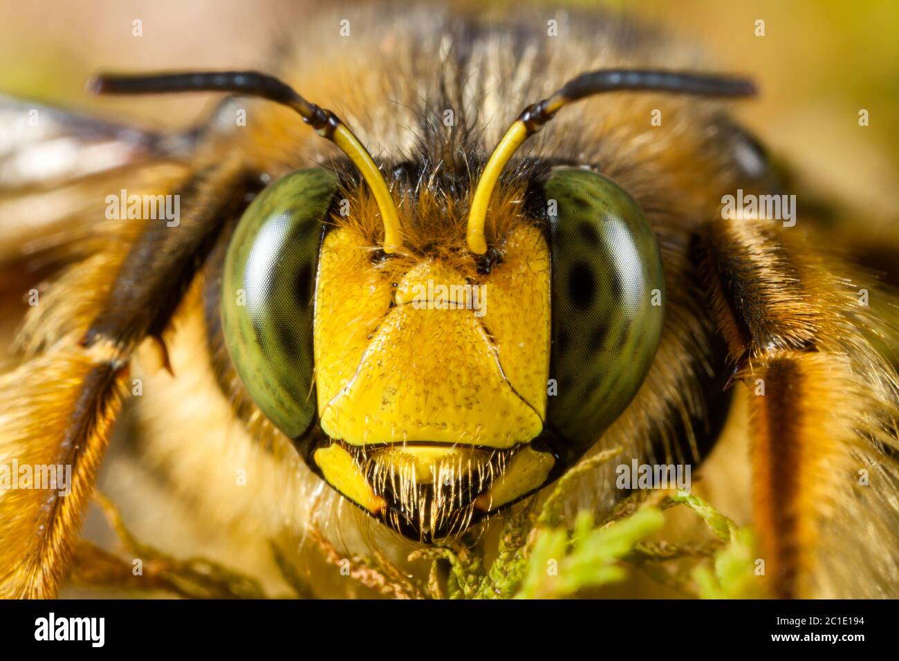 Bumblebee eyes hi-res stock photography and images - Alamy